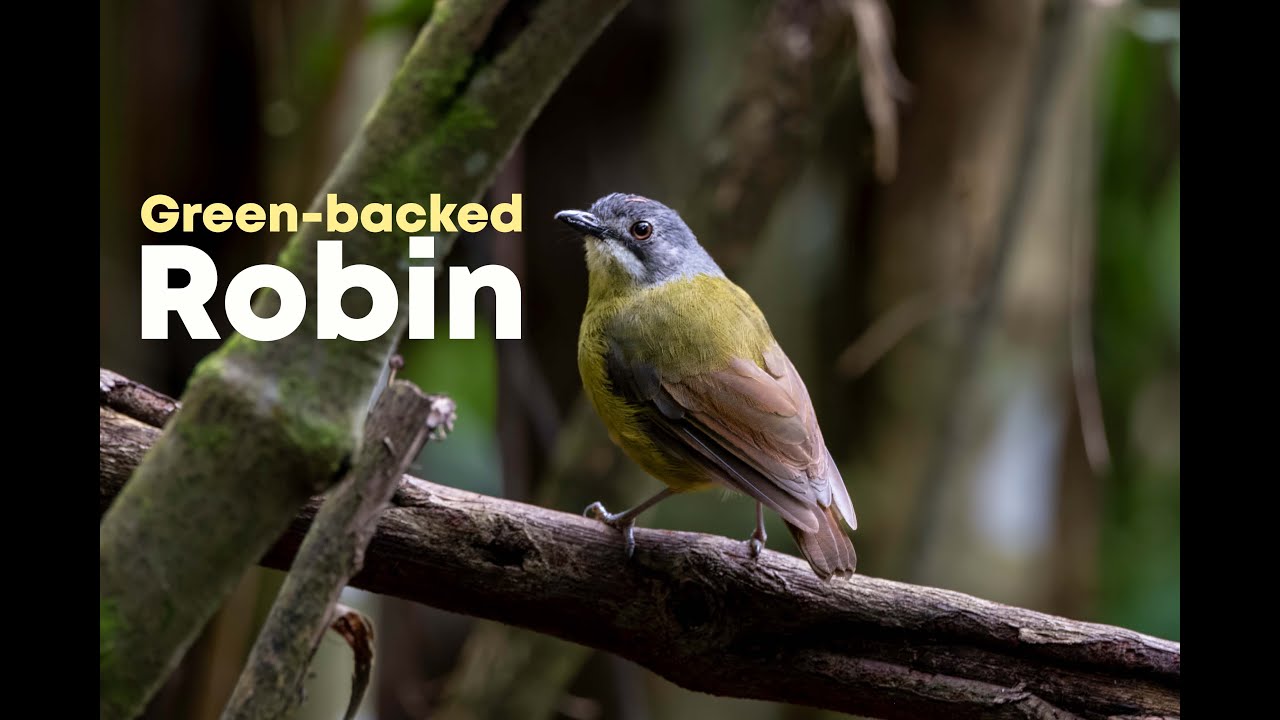 Green-backed robin: 4K Wildlife Video from West Papua - YouTube