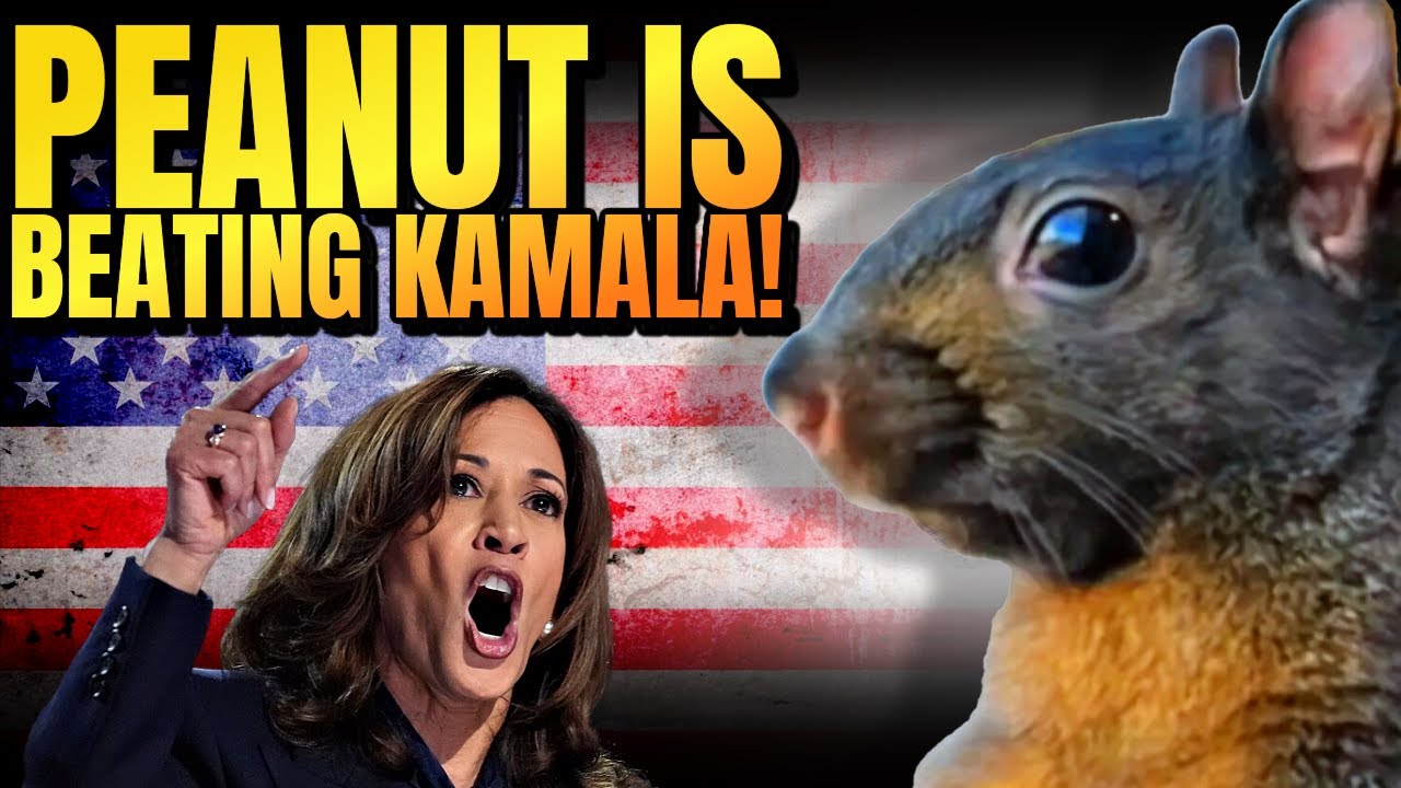 Peanut the Squirrel Is Beating Kamala Harris's Best Salvos | Rasmussen Polls | Election 2024 ...