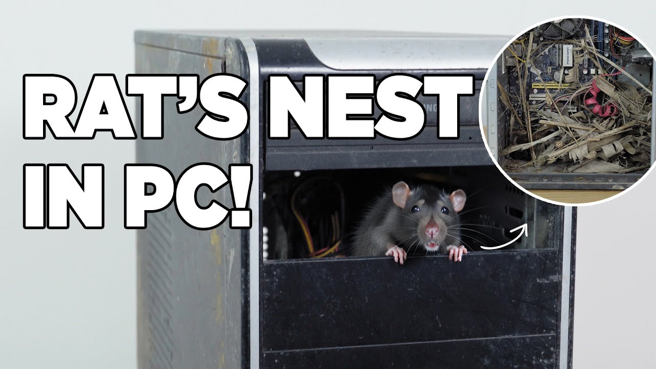 INSIDE THE HORRIFYING WORLD OF RAT-INFESTED PCS - YouTube
