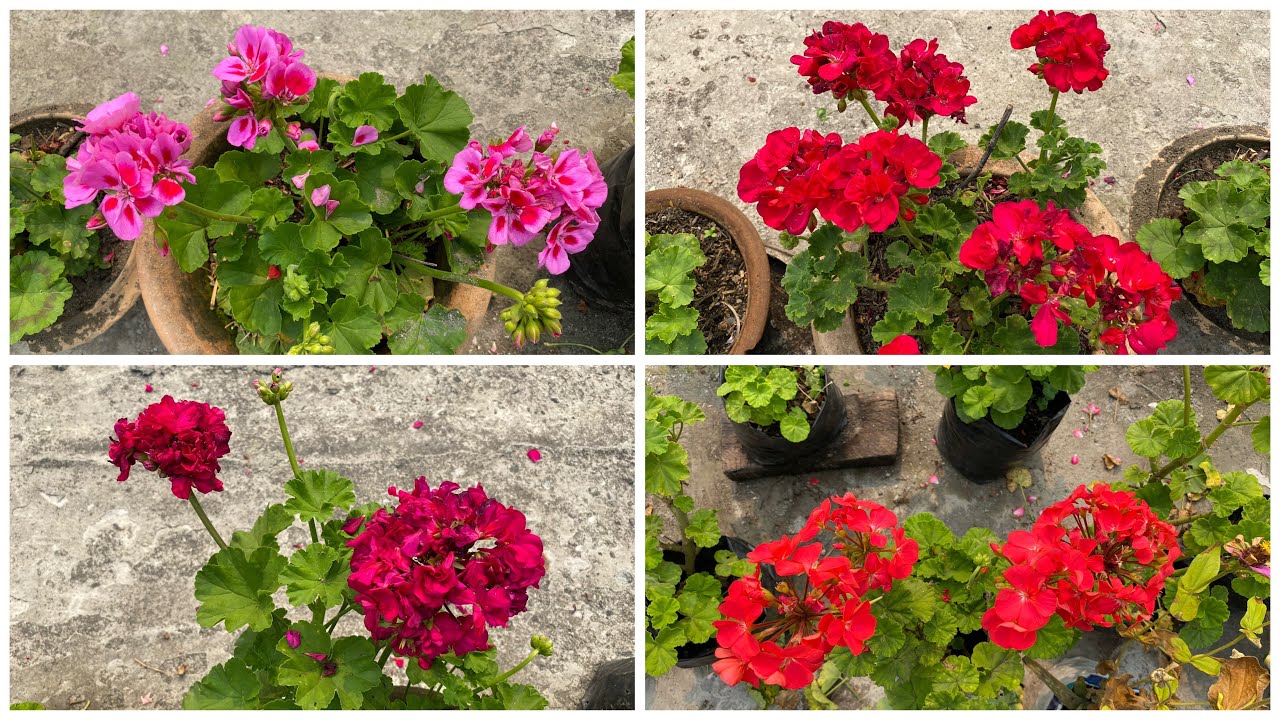 An overview of colourful geraniums - YouTube