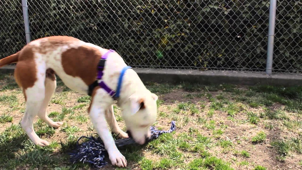 Rebel Animal Shelter - YouTube