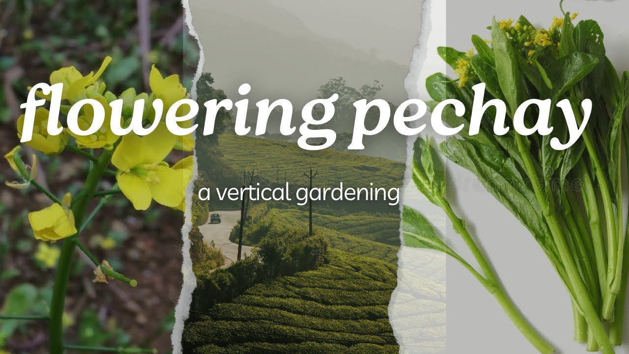 FLOWERING PECHAY / HOW I PLANTED PECHAY IN A VERTICAL GARDENING - YouTube