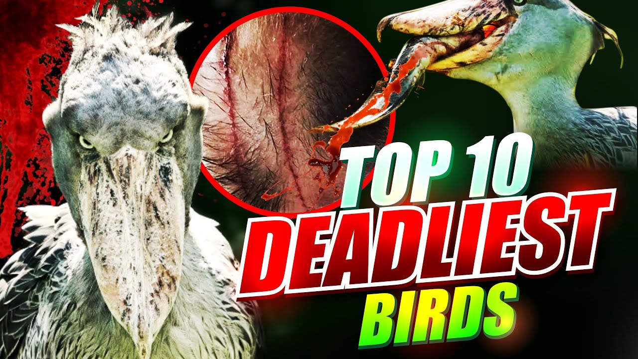Top 10 Deadliest Birds in the World - YouTube