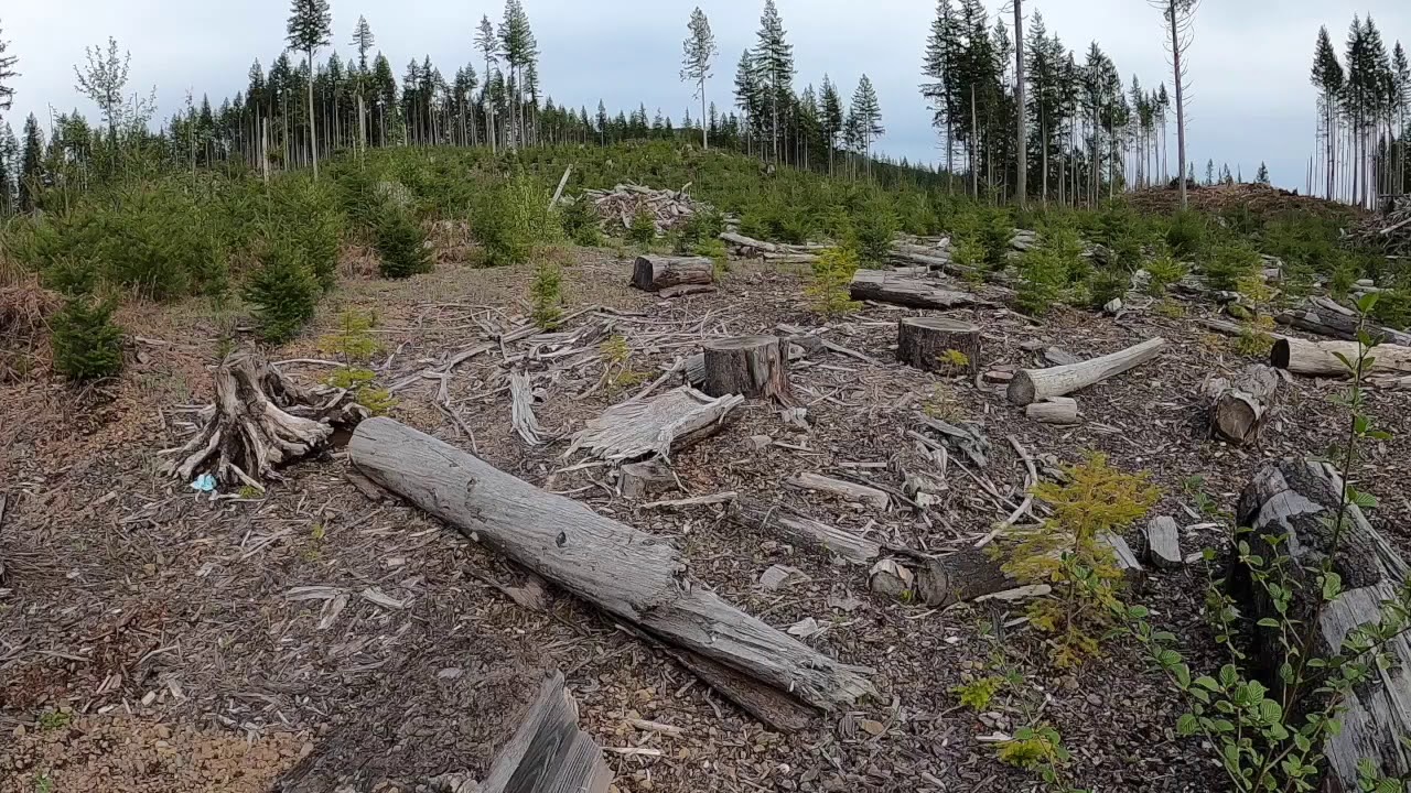 Effects of Landings and Logging Debris on Soils - YouTube