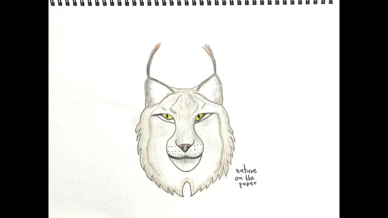 HOW TO DRAW A LYNX/ ΠΩΣ ΝΑ ΖΩΓΡΑΦΙΣΩ ΕΝΑΝ ΛΥΓΚΑ - YouTube