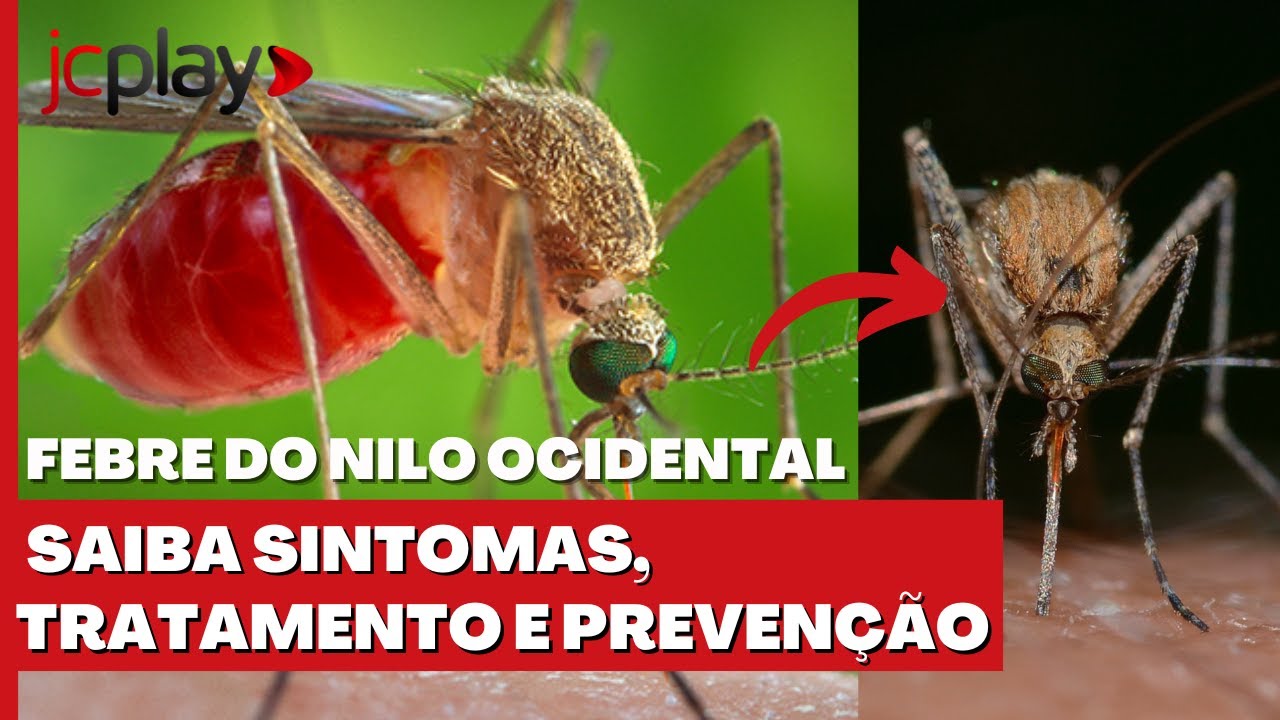 FEBRE do NILO OCIDENTAL Saiba sintomas, tratamento e prevenção - YouTube