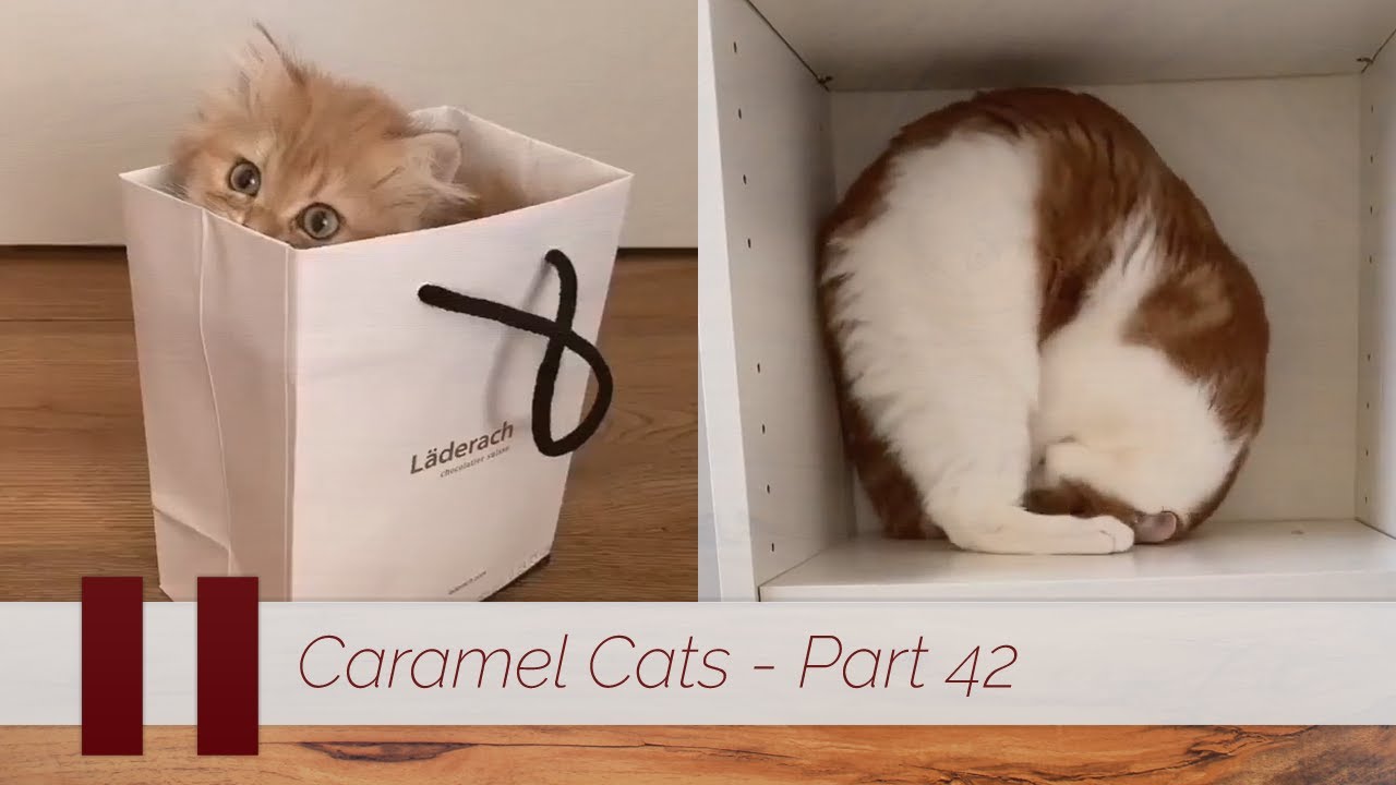 😺 Cute and Funny Caramel Cats - Part 42 - YouTube
