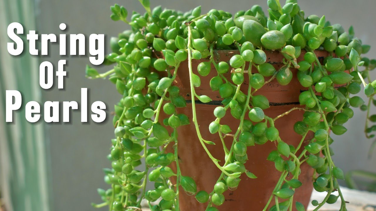 Unlock the Secrets to Growing a Thriving Strings of Pearl Plant! - YouTube