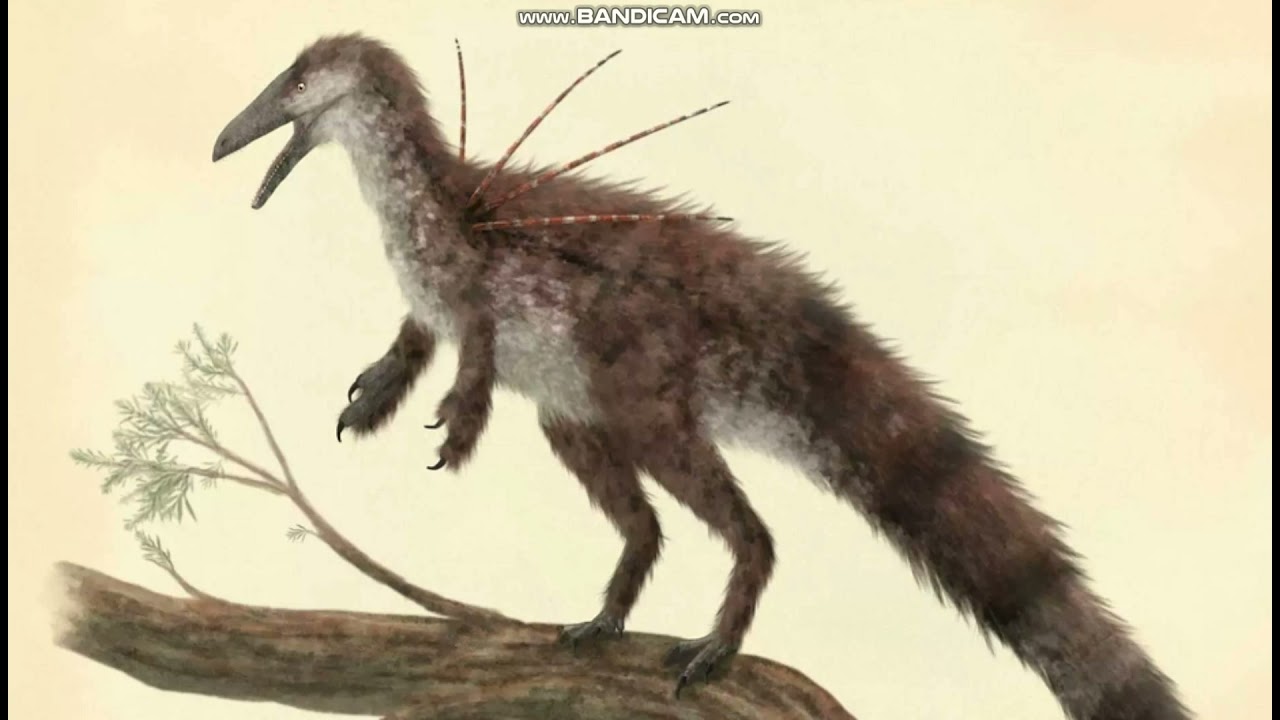 Ubirajara jubatus Sounds - YouTube