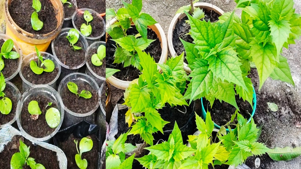 Night jasmine plant repotting | harsingar paudha ka repotting | siuli ...