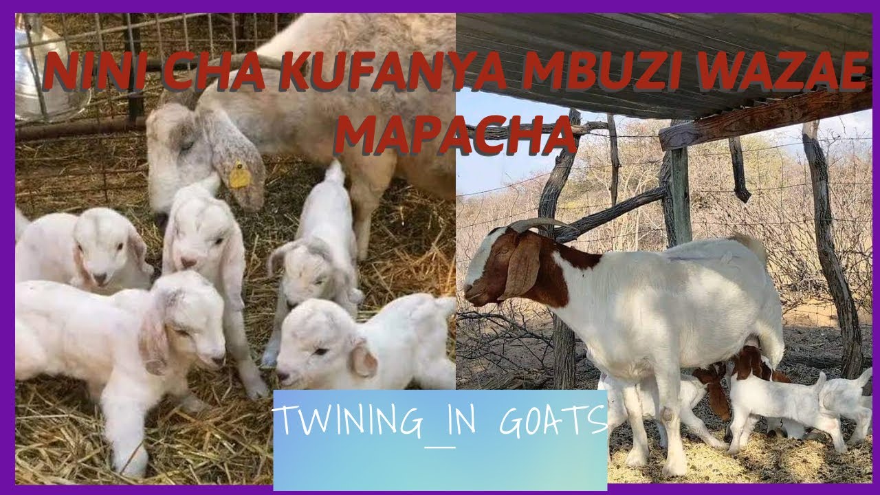 NINI CHA KUFANYA MBUZI WAZAE MAPACHA%%(TWINING IN GOATS) - YouTube