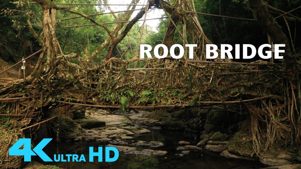 Living Root Bridge Meghalaya Drone View - YouTube