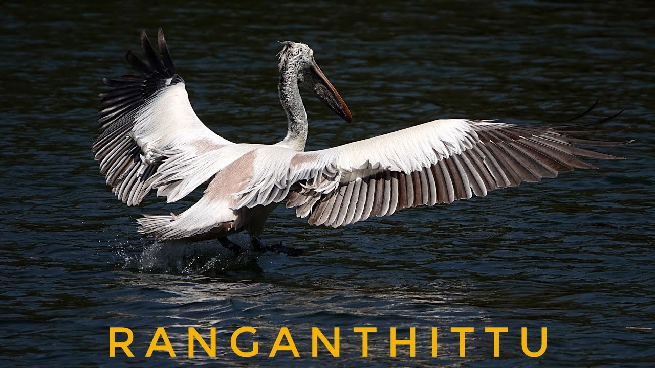Ranganthittu Bird Sanctuary - YouTube