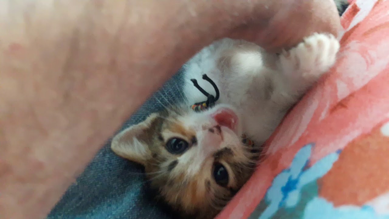 Un petit chat qui rigole - YouTube