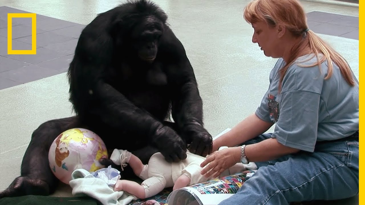 L'apprentissage du langage humain par les singes - YouTube