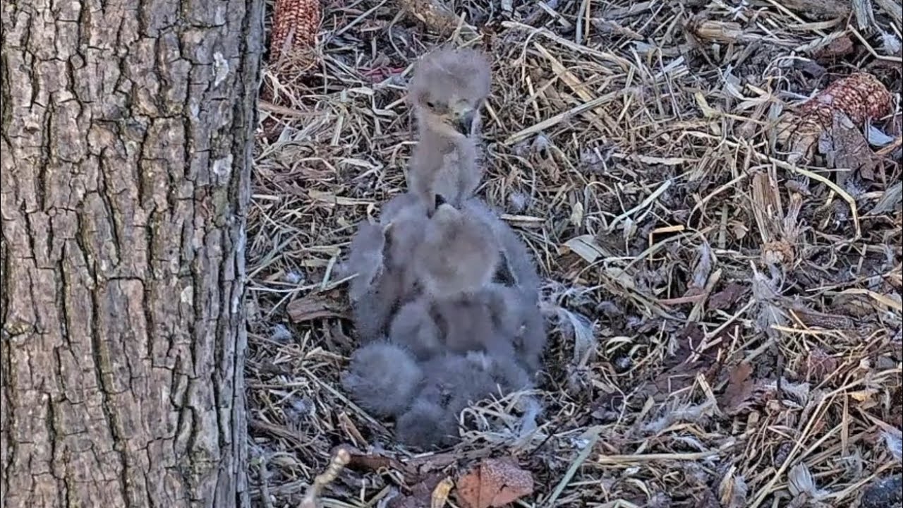 Dulles Greenway Eagle Cam | Baby bonking each other before first ...