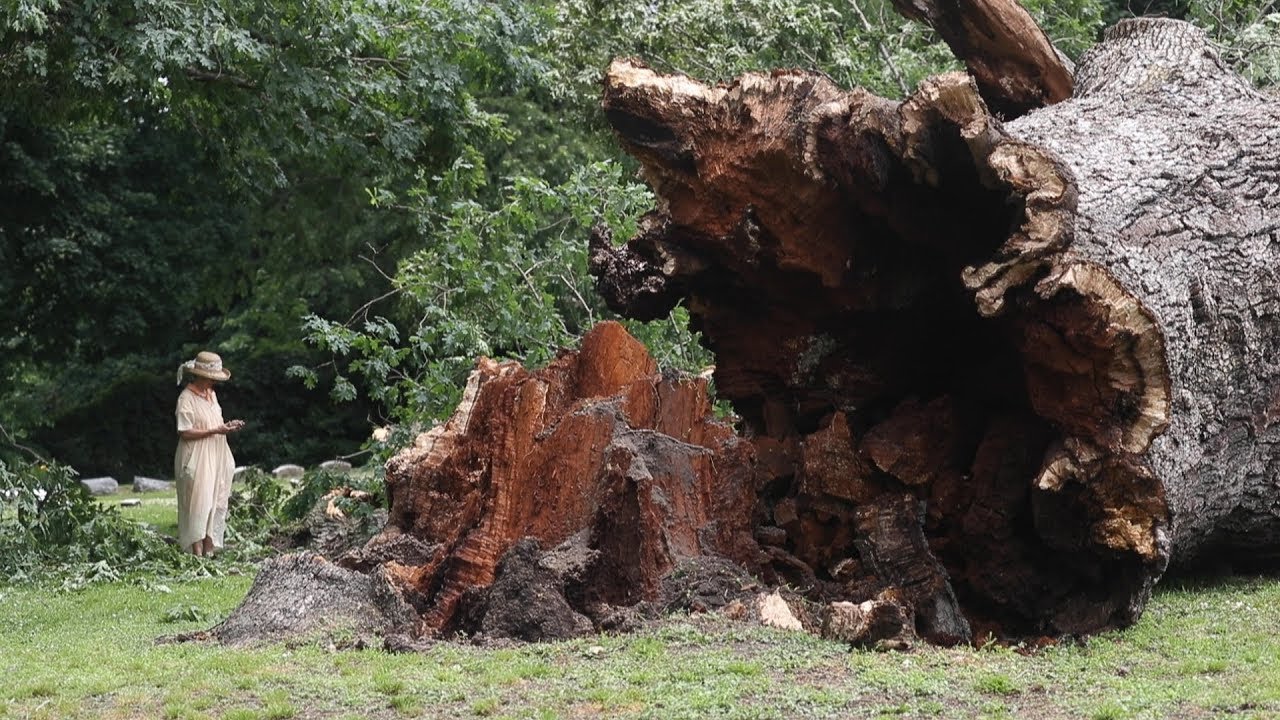 Famous ancient New Jersey oak tree collapses - YouTube