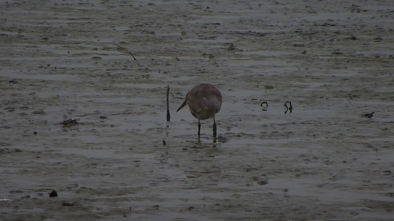 Bird in mud flat wet land 습지의 철새 - YouTube