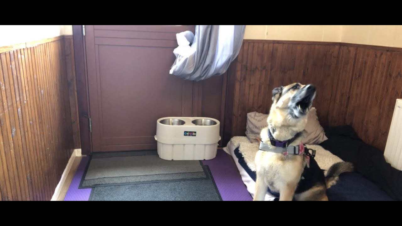 How does Reign the GERMAN SHEPHERD GET INTO HER WHEELCHAIR? IVDD Dog ...
