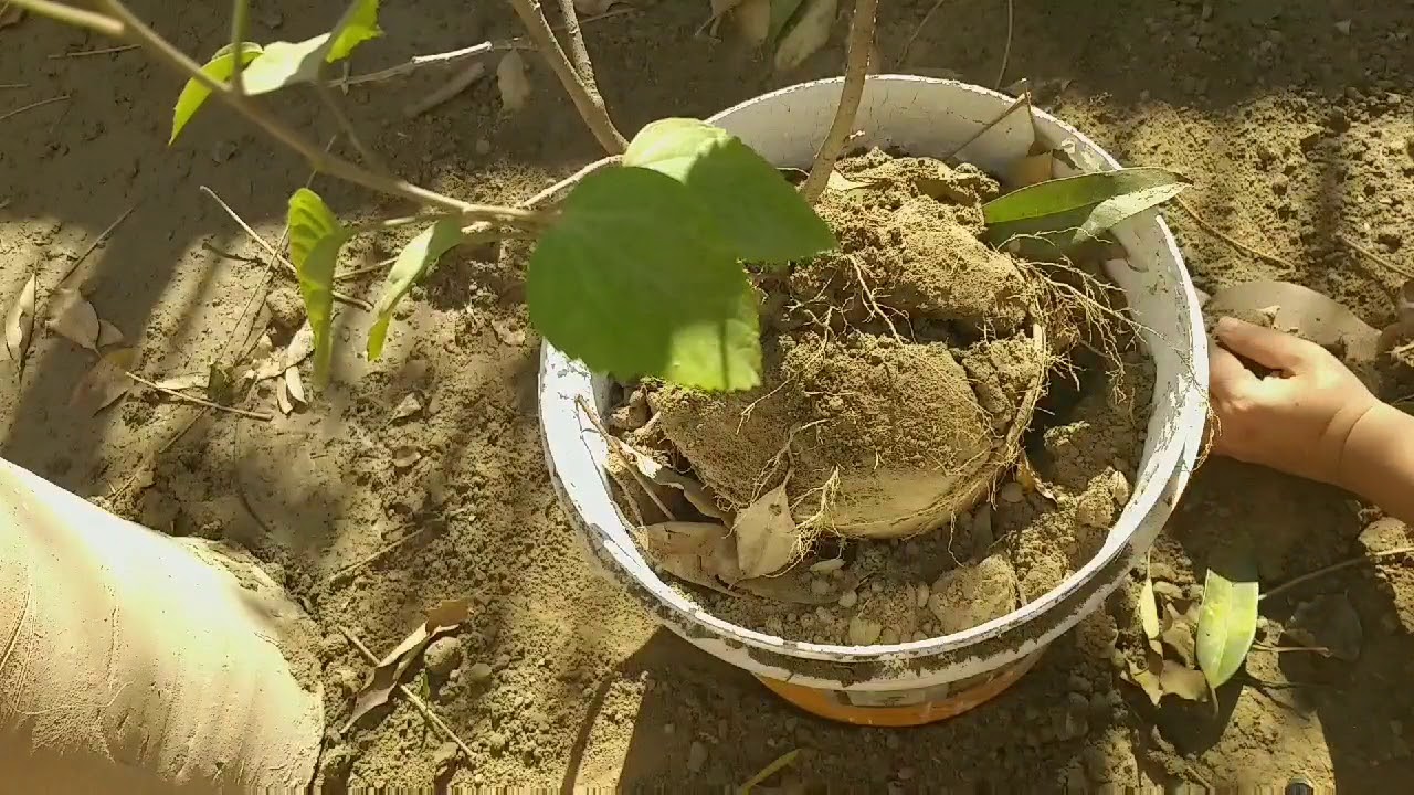 Hibiscus,Gudhal or Chinese Rose Plant Reporting and Care ️Tips!# ...