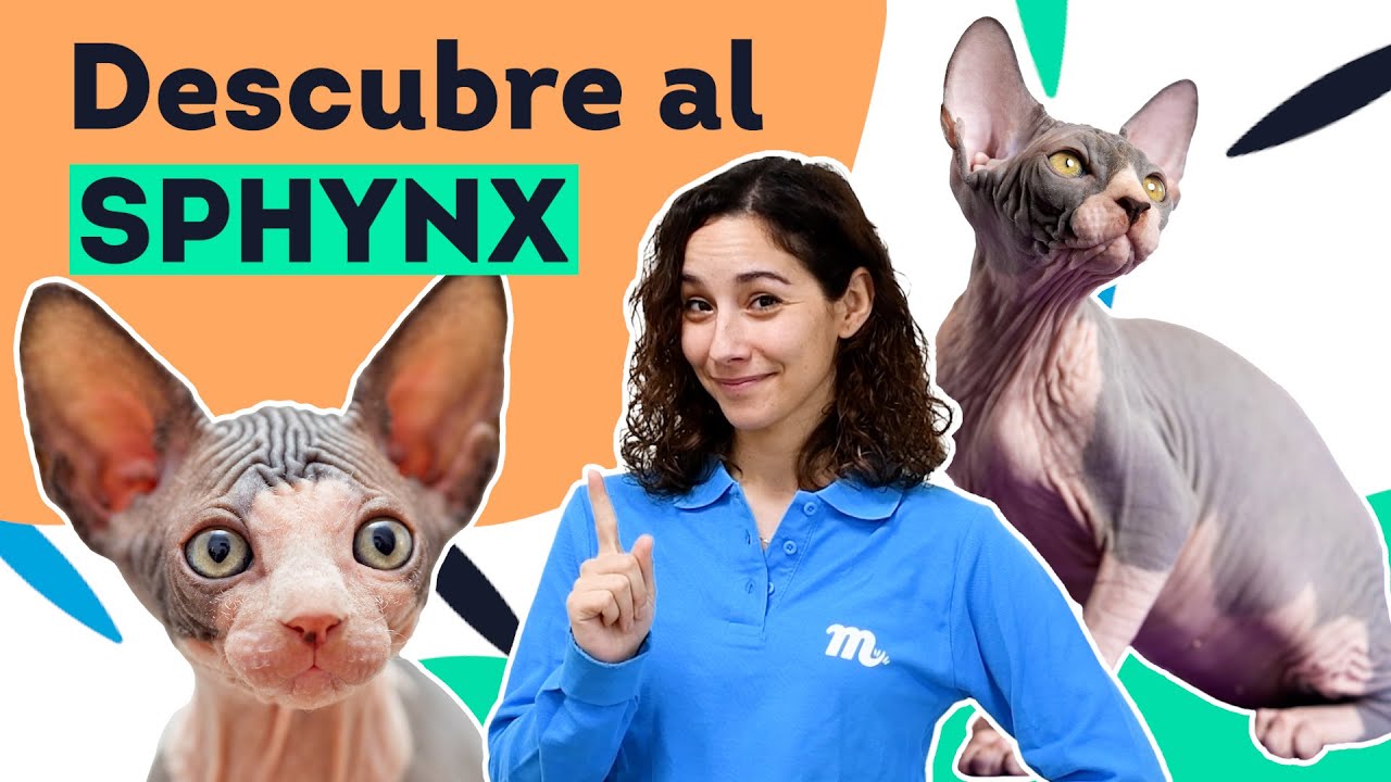 5️⃣ CURIOSIDADES del GATO ESFINGE 👩🏻‍🦲 - YouTube