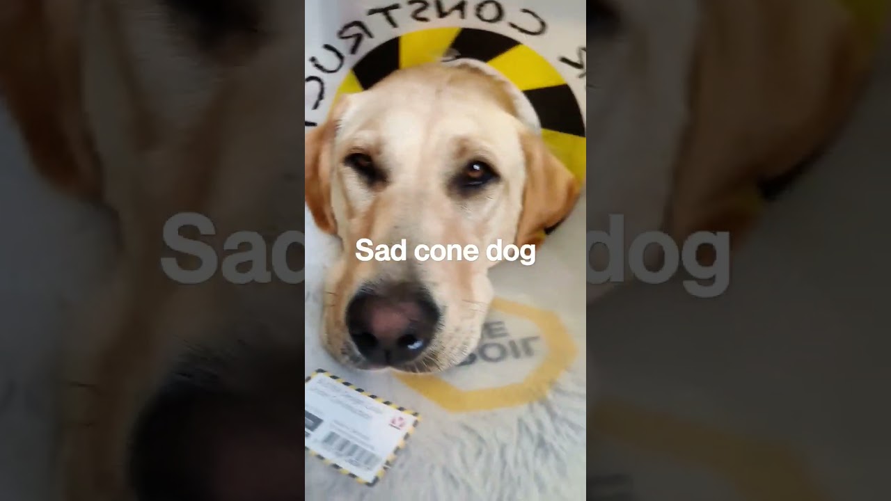 Sad cone dog - YouTube