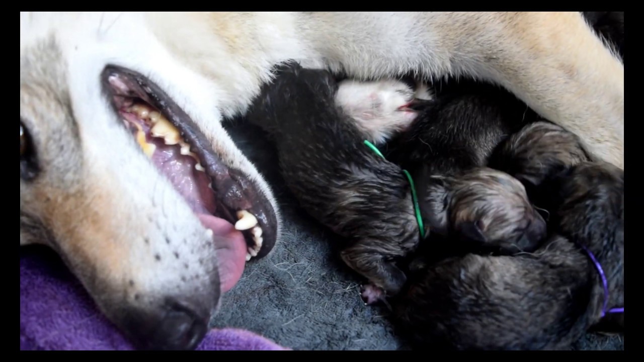 Naissance des chiots d'Heaven et Clarky, 12 octobre 2019 - Elevage des ...