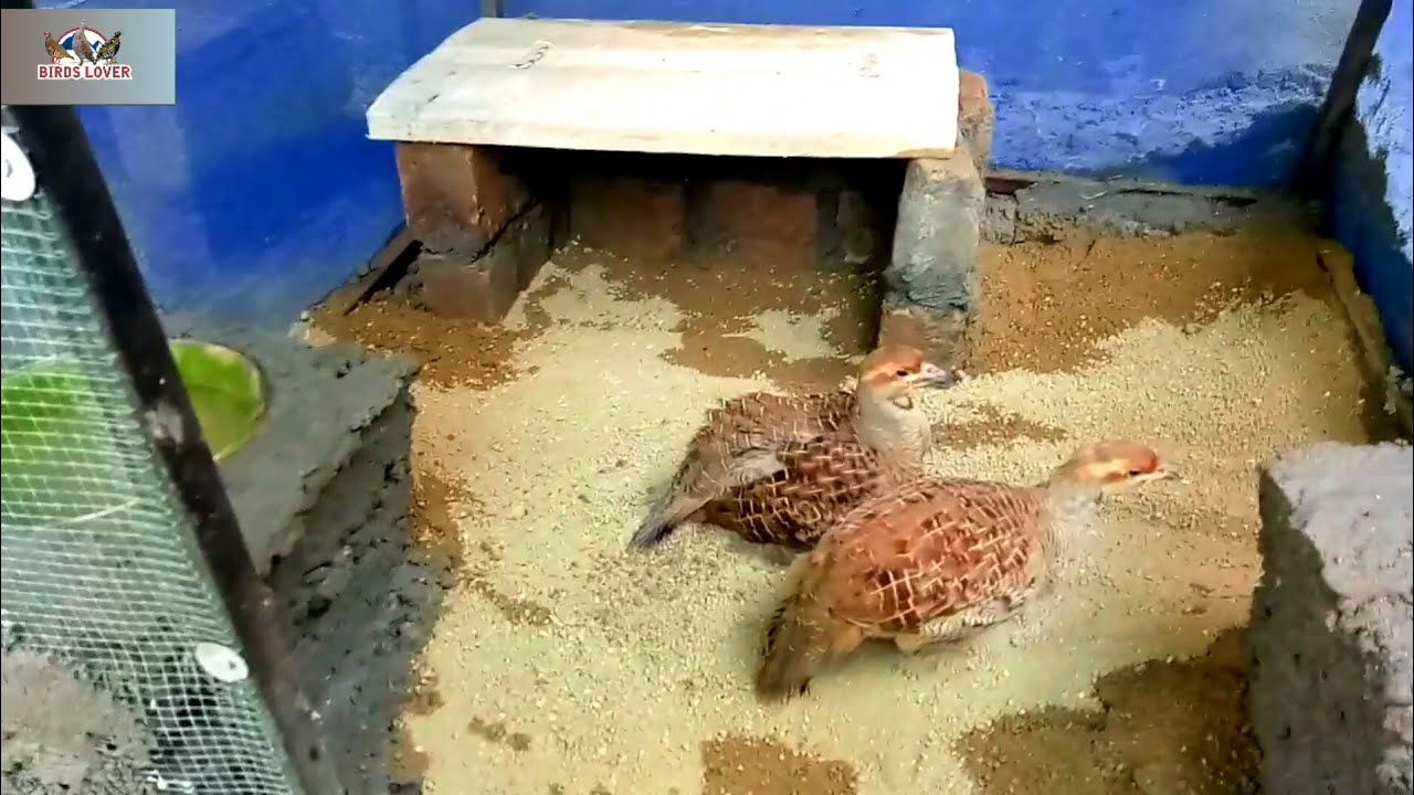 My new Cage's set up | Teetar cage | Birds Lover - YouTube