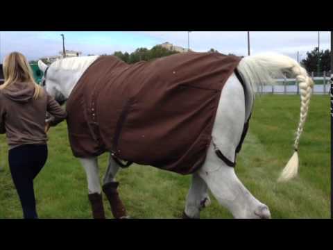 World Equestrian Games 2014 Caen, Normandy France. Cara Bianca Frew ...