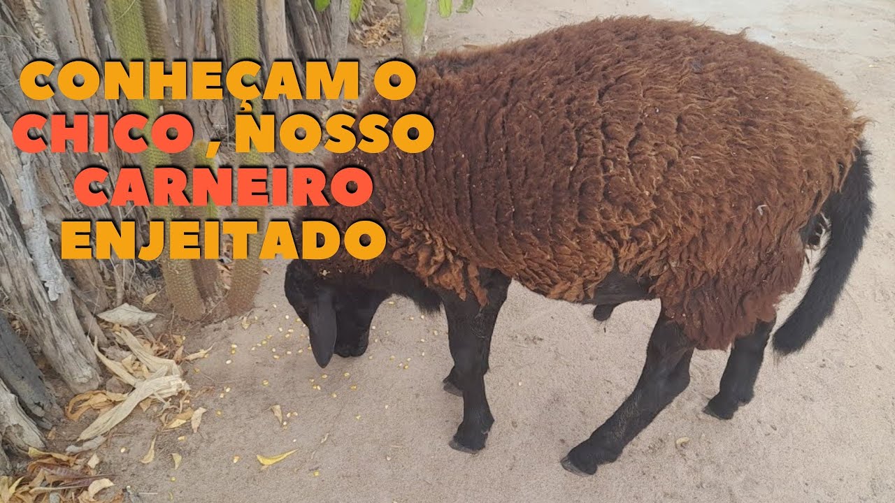 HOJE VOCÊS VÃO CONHECER O CHICO, O NOSSO CARNEIRO ENJEITADO !!! - YouTube