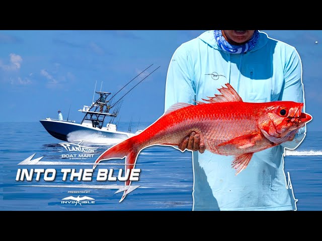 Snapper Meme