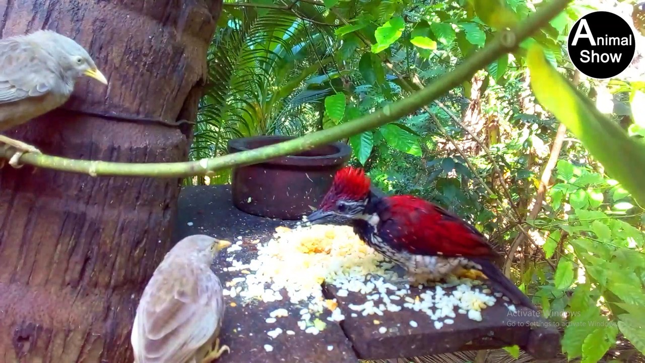Woodpecker, Woodpecker VS Yellow-Billed Babbler, Woodpecker Video ...