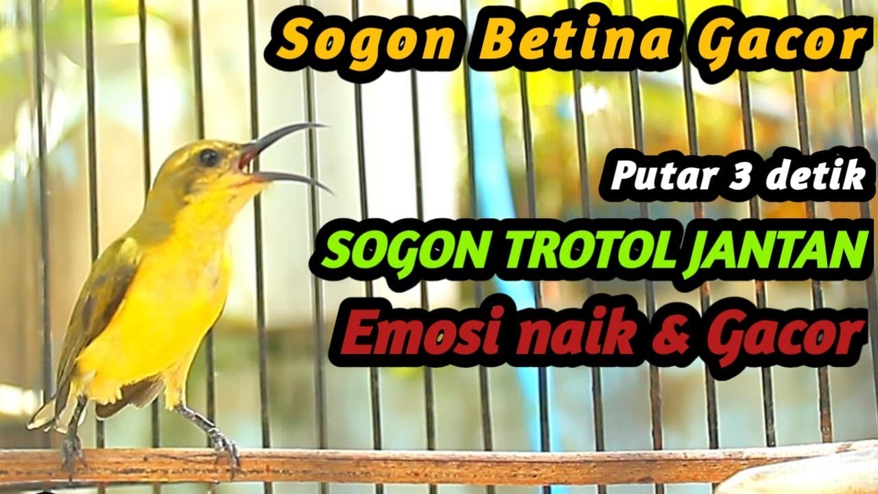 2 DETIK AJA, SOGON BETINA GACOR MEMANGGIL JANTAN INI SUKSES BIKIN SOGON ...