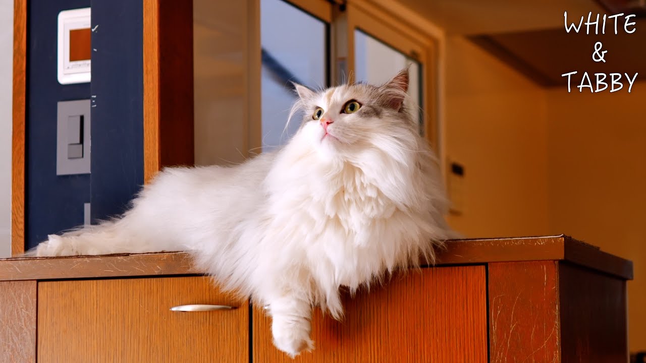 Rainy Morning Calm- Fluffy Cats Relaxing in the Living Room | 2-year ...