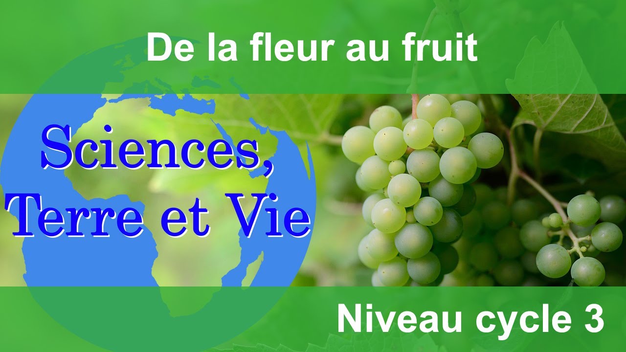 De la fleur au fruit - YouTube