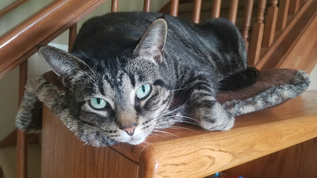 Stephanie Perry Live Stream - YouTube