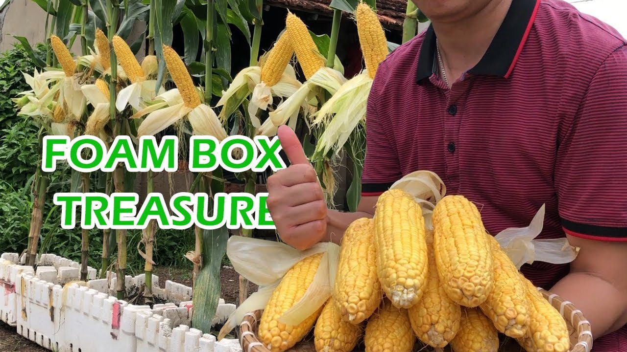 Container Gardening: Growing Sweet Corn in Recycled Foam Boxes - YouTube