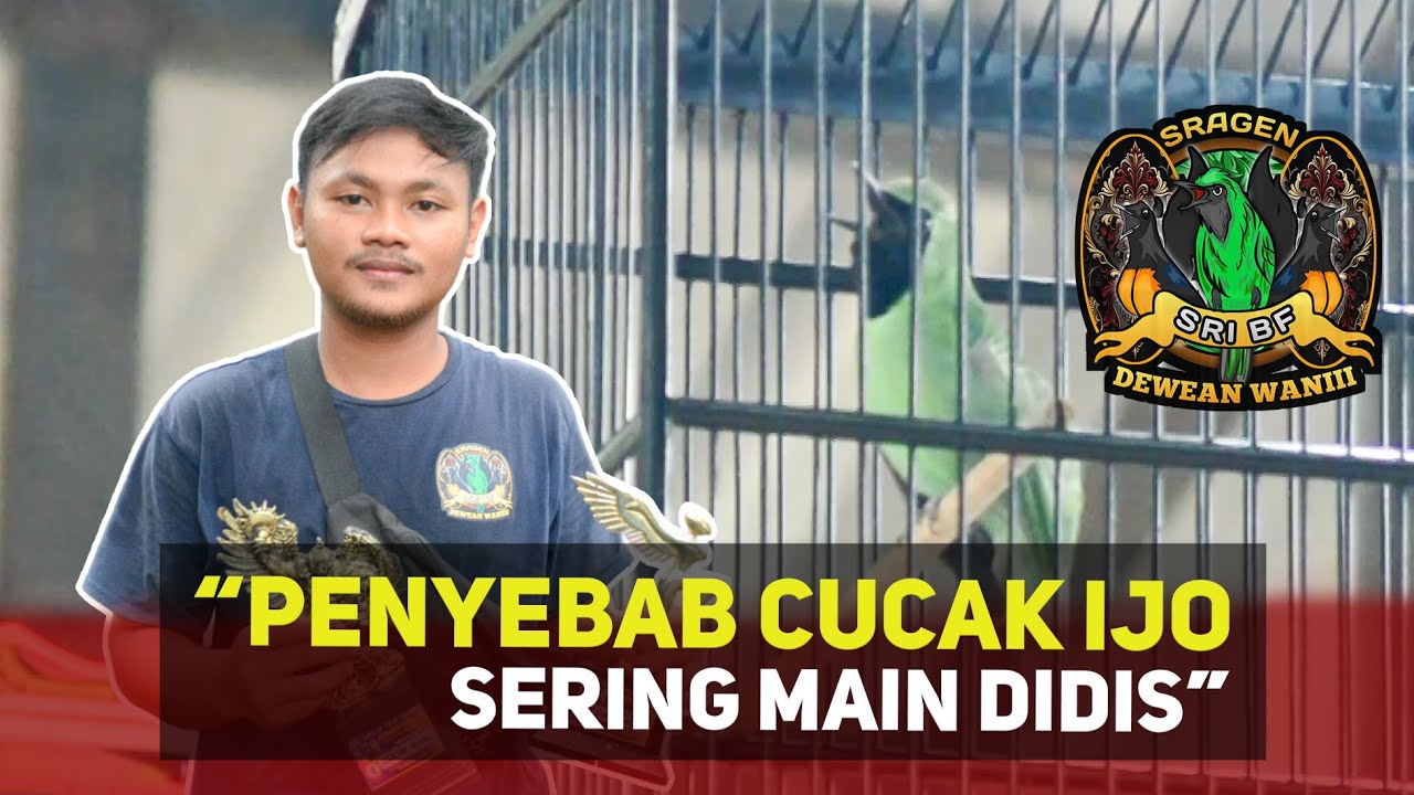 [CI ROLEX] Penyebab cucak ijo didis JEMUR CUCAK IJo jadi main didis Ijo ...