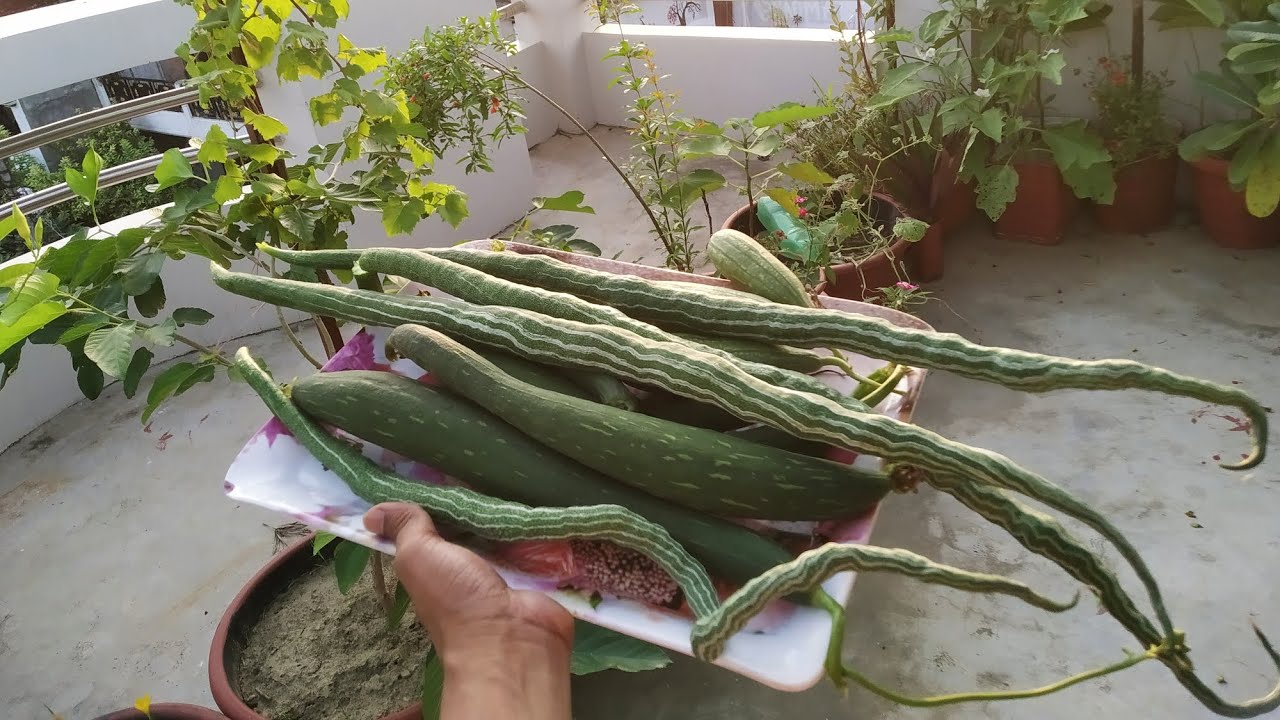 saam ke waqt harvest keya vegetables #plant #trending #gardenharvest ...