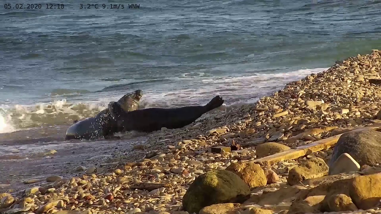 Sealcam Estonia 2020 02 05 Seals playing 12:16 - YouTube
