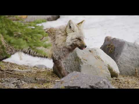 Cascades Carnivore Project Film - YouTube
