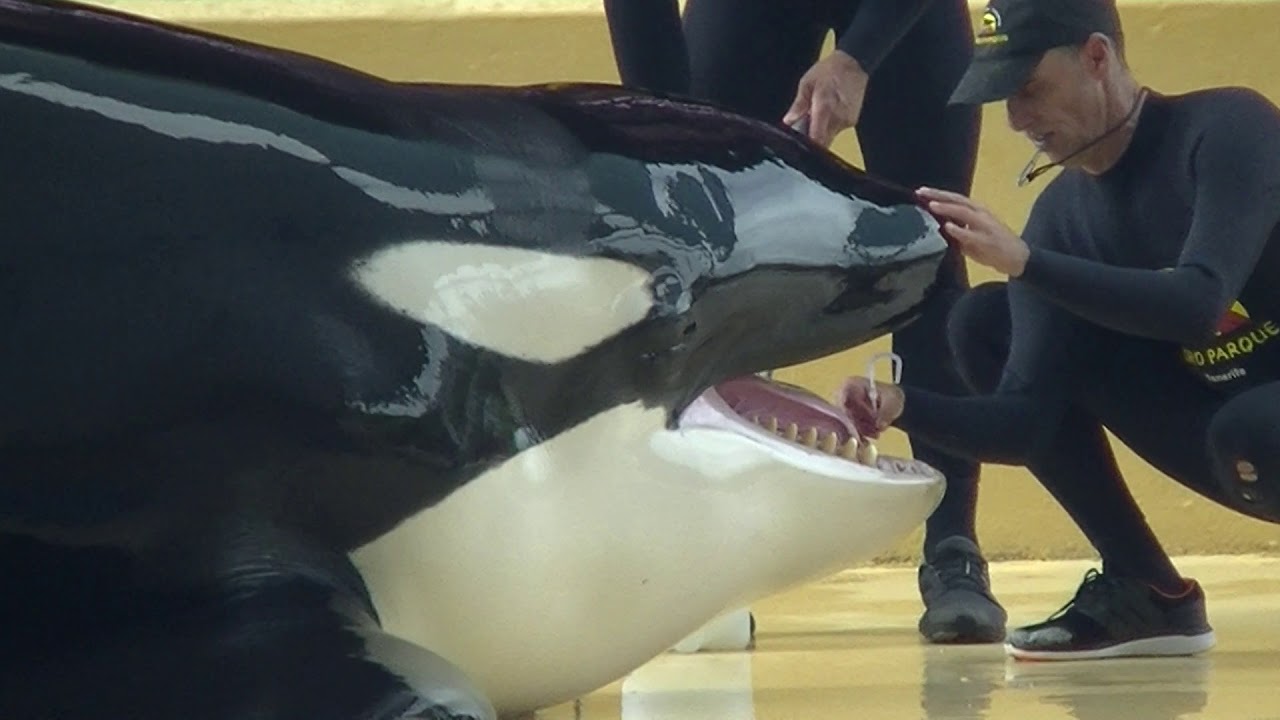 Happy Birthday Keto - June 17 2019 - Loro Parque Spain - YouTube