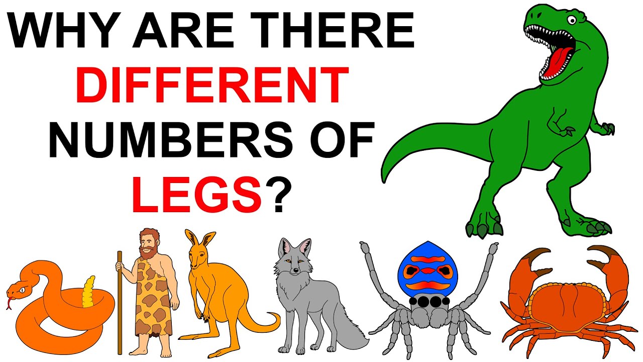 Every Number Of Legs Explained - YouTube