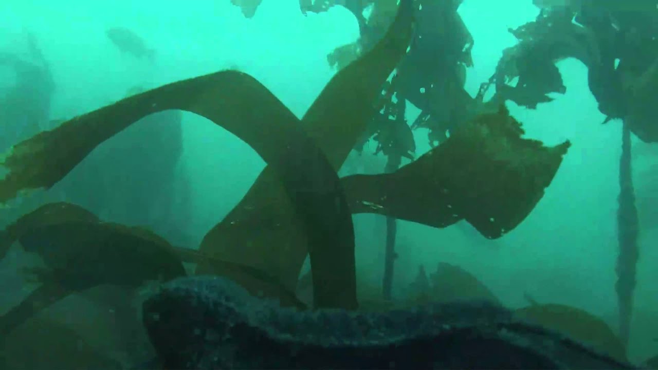 Spearfishing Neah Bay 2014 - YouTube
