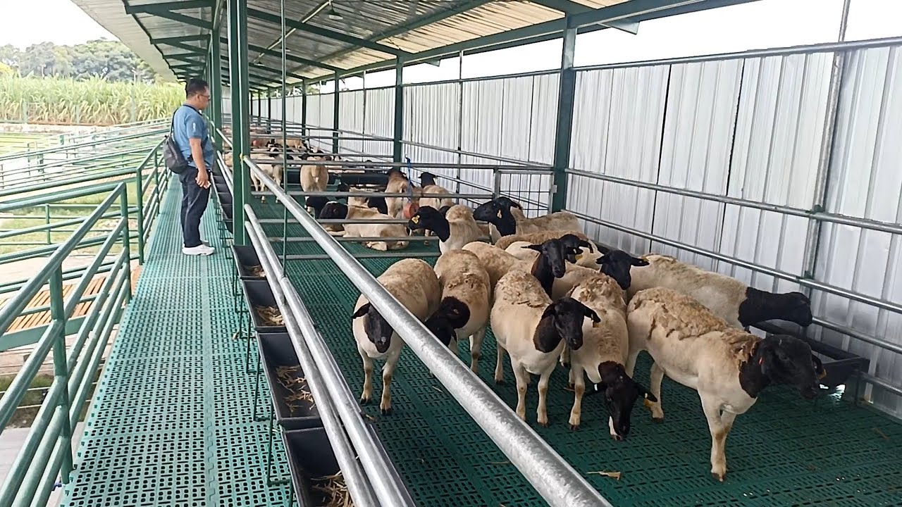 Modern Sheep Farm design | Modern Sheep farming - YouTube