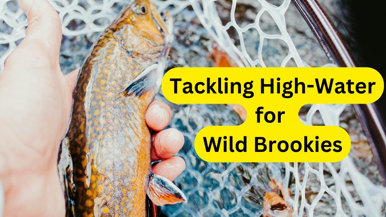 Tackling High-Water Wild Brookies with a fly rod in the Rocky Mountains ...