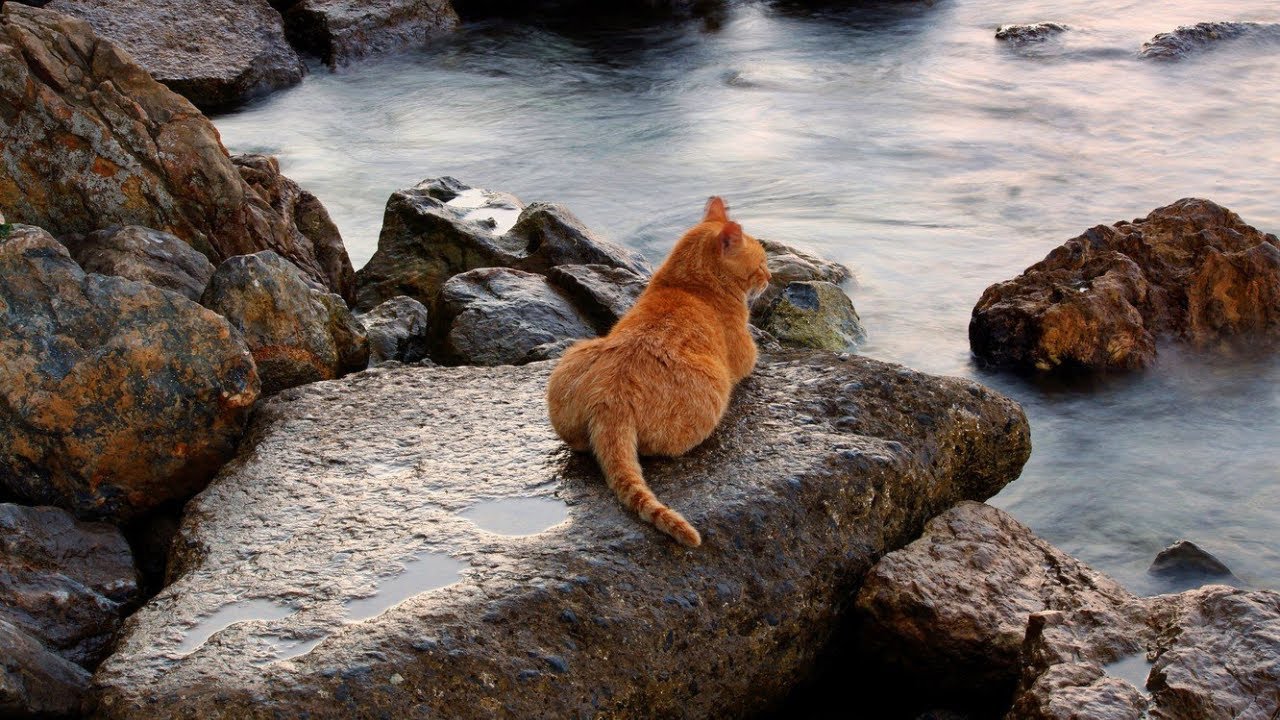 Cat, game for cat, mouse, cat TV, lazy cat. - YouTube