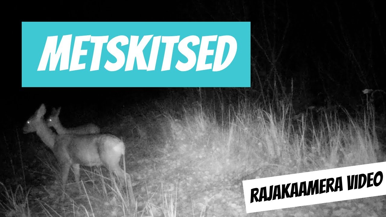 Metskits (Capreolus capreolus; Roe Deer) - YouTube