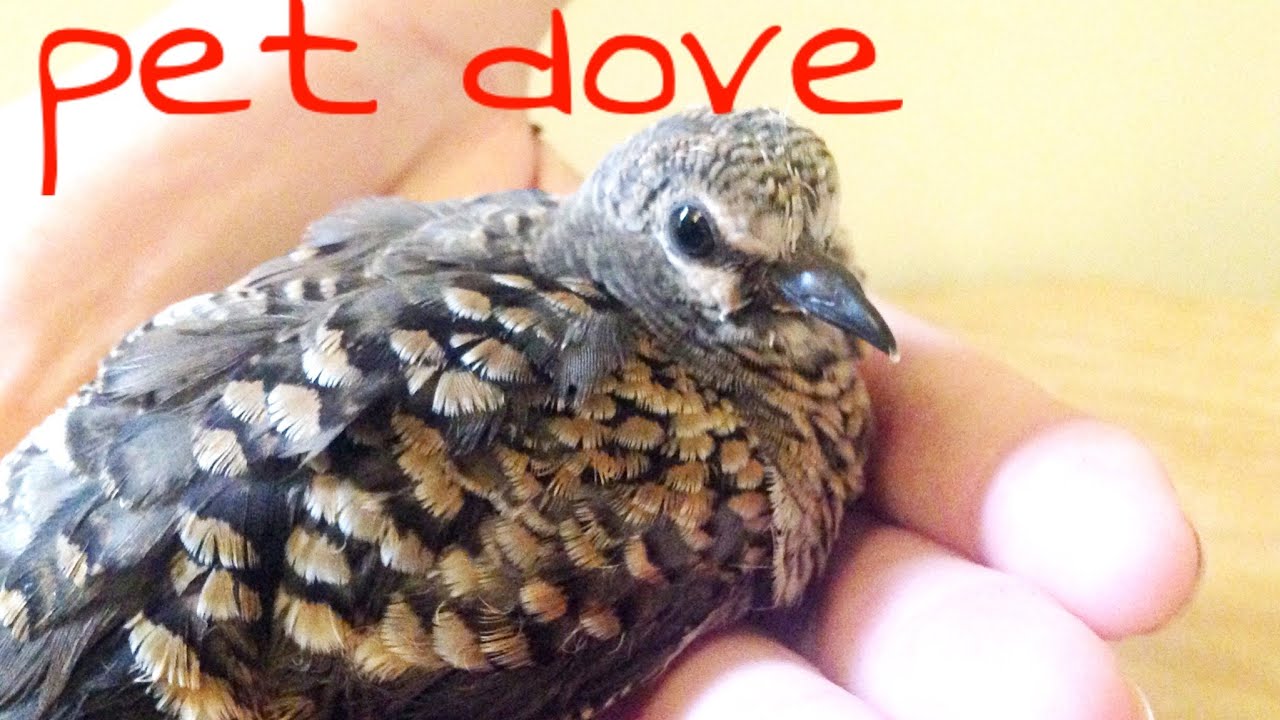 breeding mask doves, baby masked dove, pet masked dove - YouTube