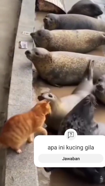 kucing gila - YouTube